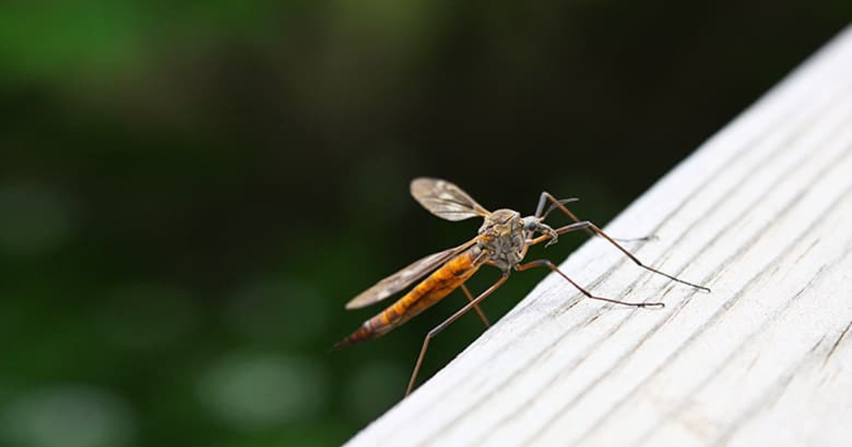 CHOP Researchers Reveal How Malaria Parasites Survive Temperature ... CHOP Researchers Reveal How Malaria Parasites Survive Temperature ...